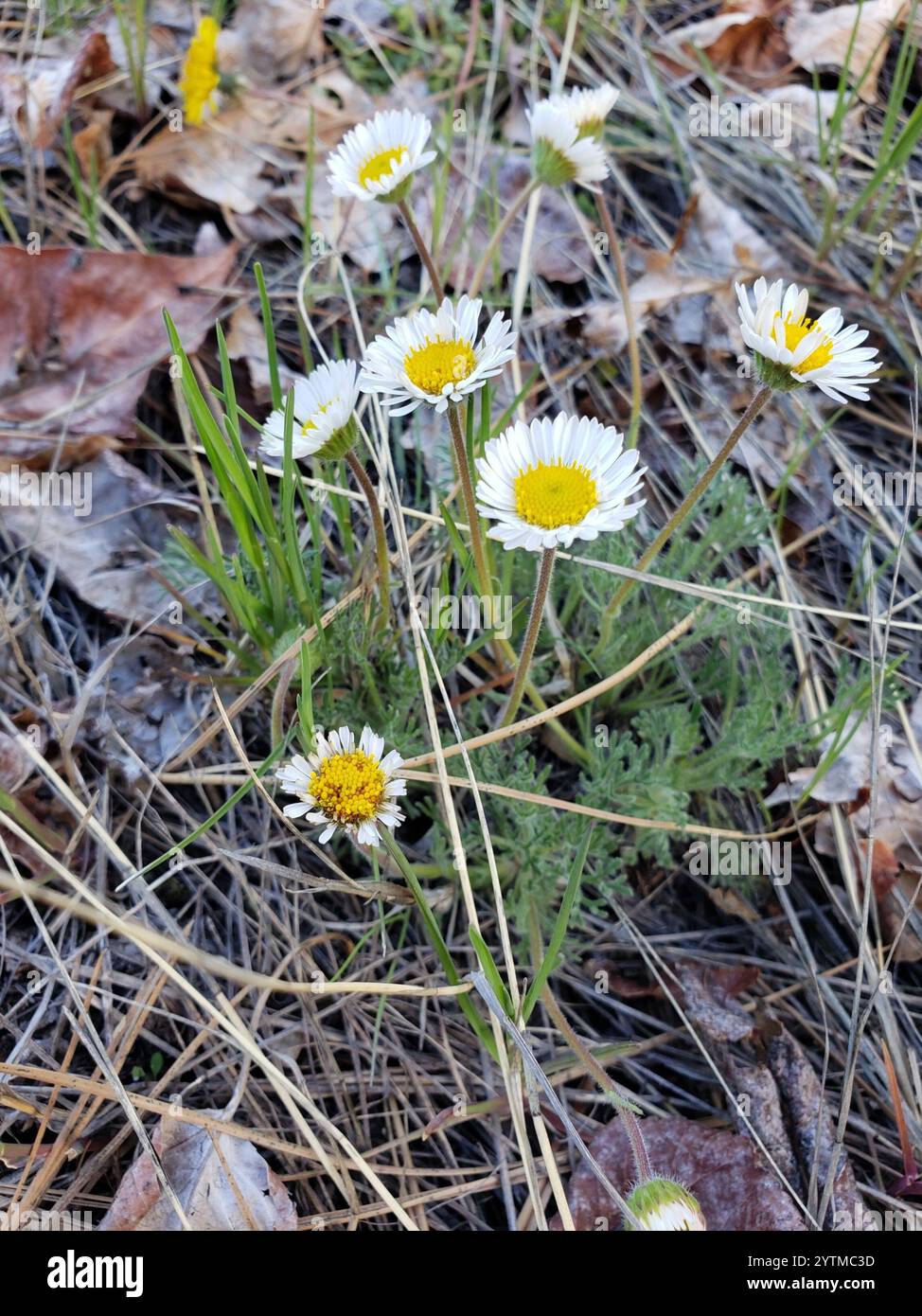 Cut leaf fleabane hi-res stock photography and images - Alamy
