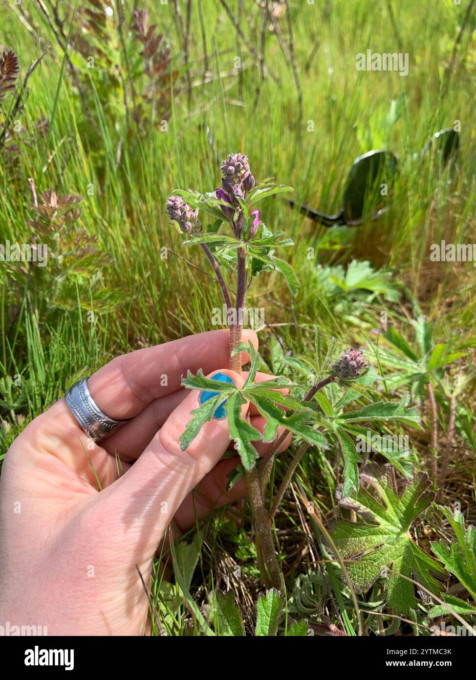 Meadow checker mallow hi-res stock photography and images - Alamy