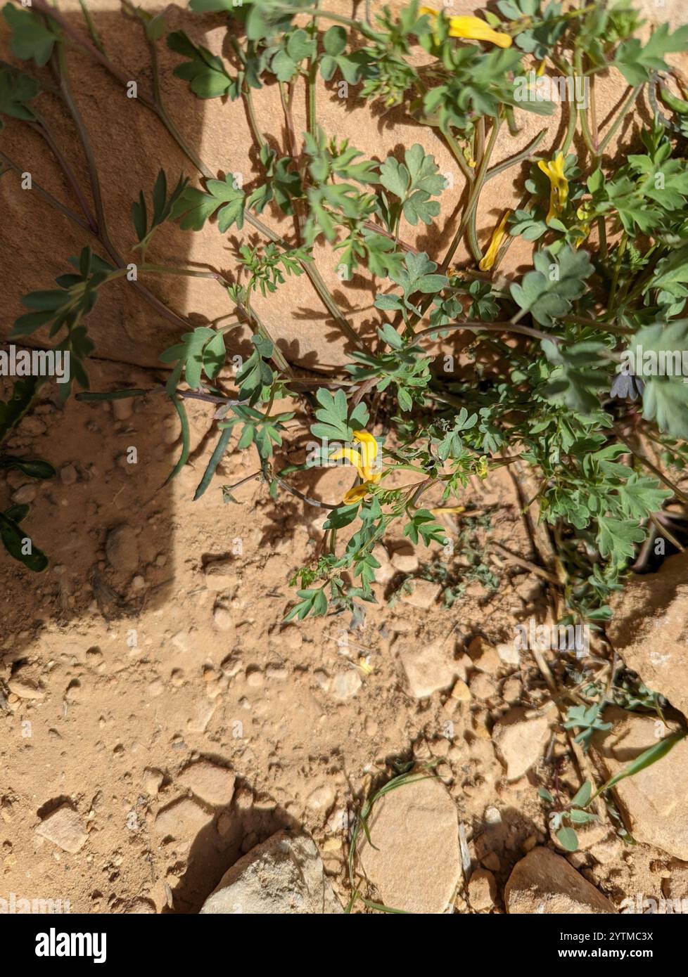 golden corydalis (Corydalis aurea Stock Photo - Alamy