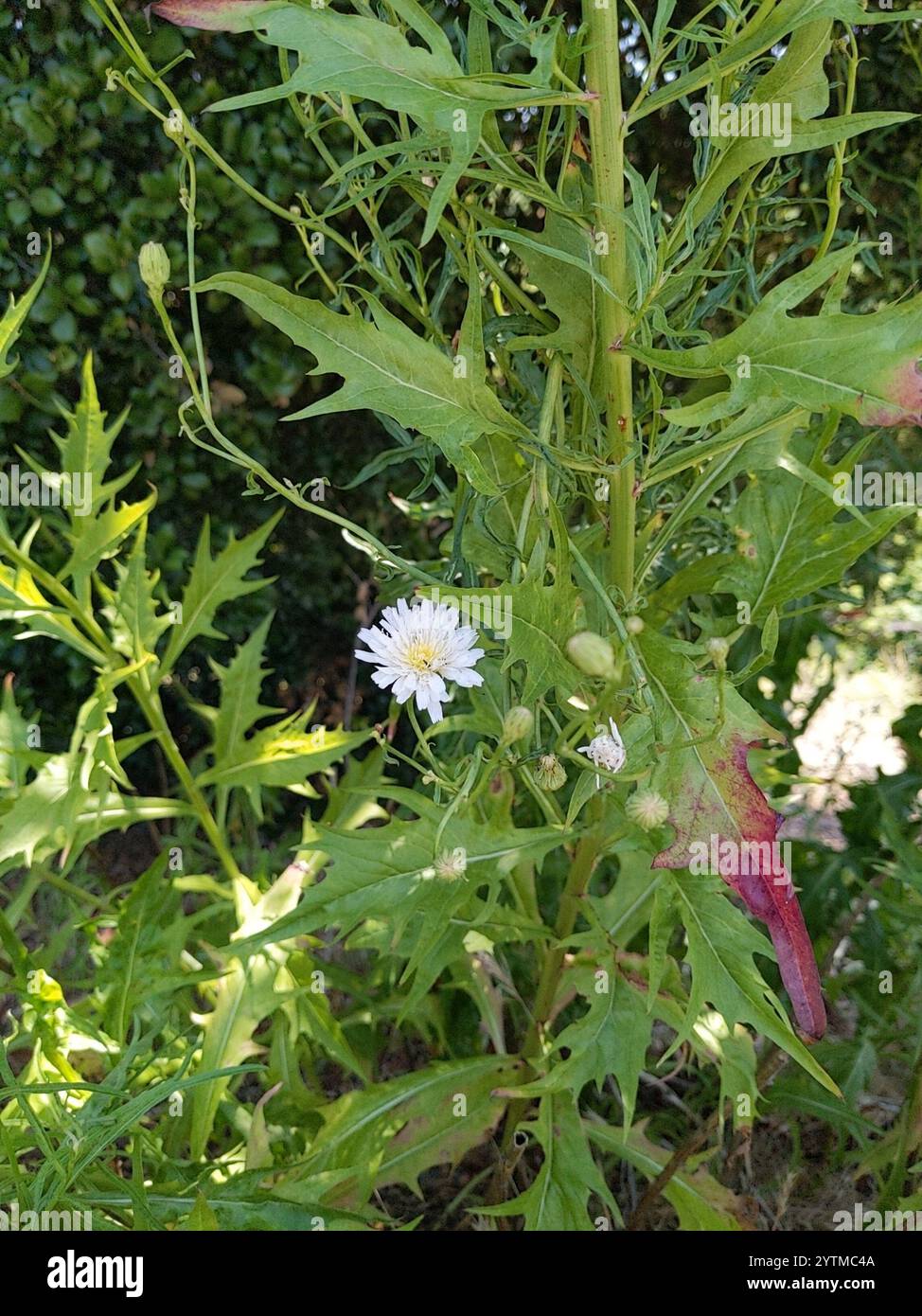 California chicory (Rafinesquia californica Stock Photo - Alamy