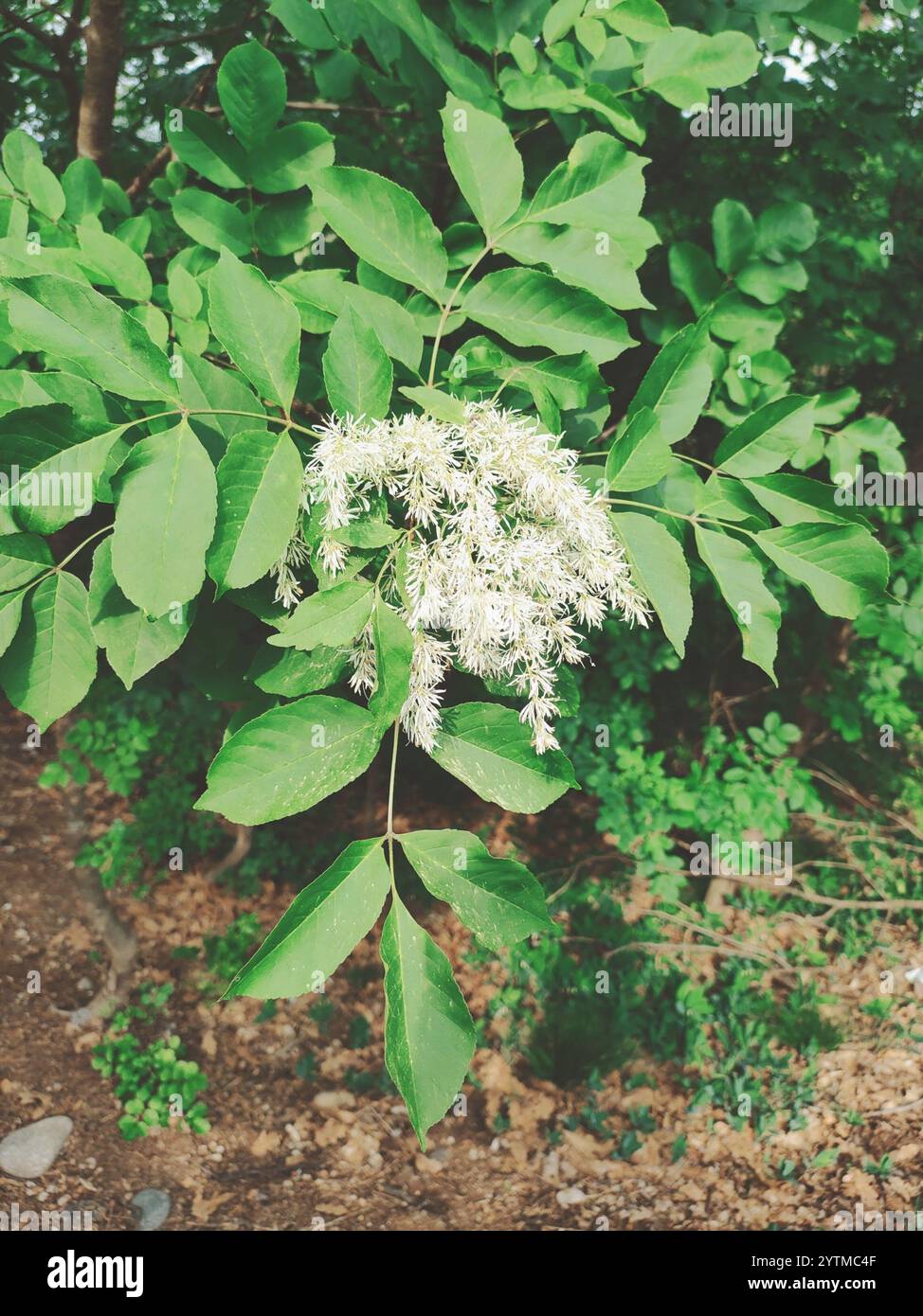 Manna ash (Fraxinus ornus Stock Photo - Alamy