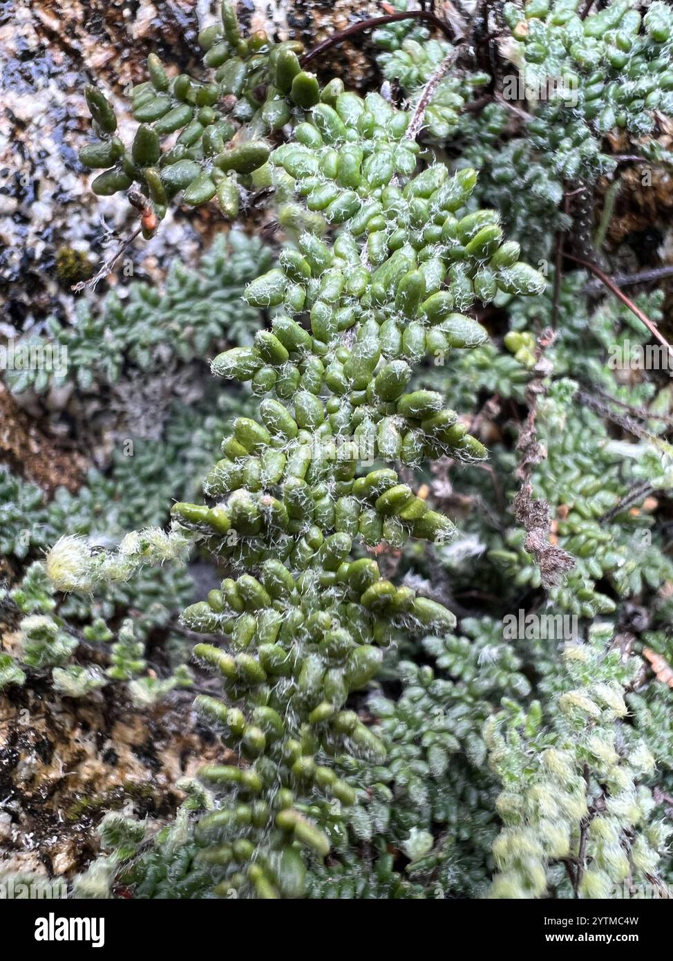 lace lip fern (Myriopteris gracillima Stock Photo - Alamy