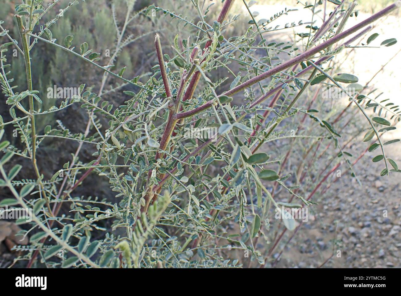 cancer bush (Lessertia frutescens Stock Photo - Alamy