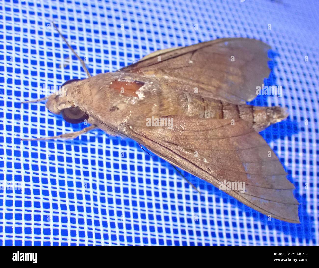 Nephele comma hi-res stock photography and images - Alamy