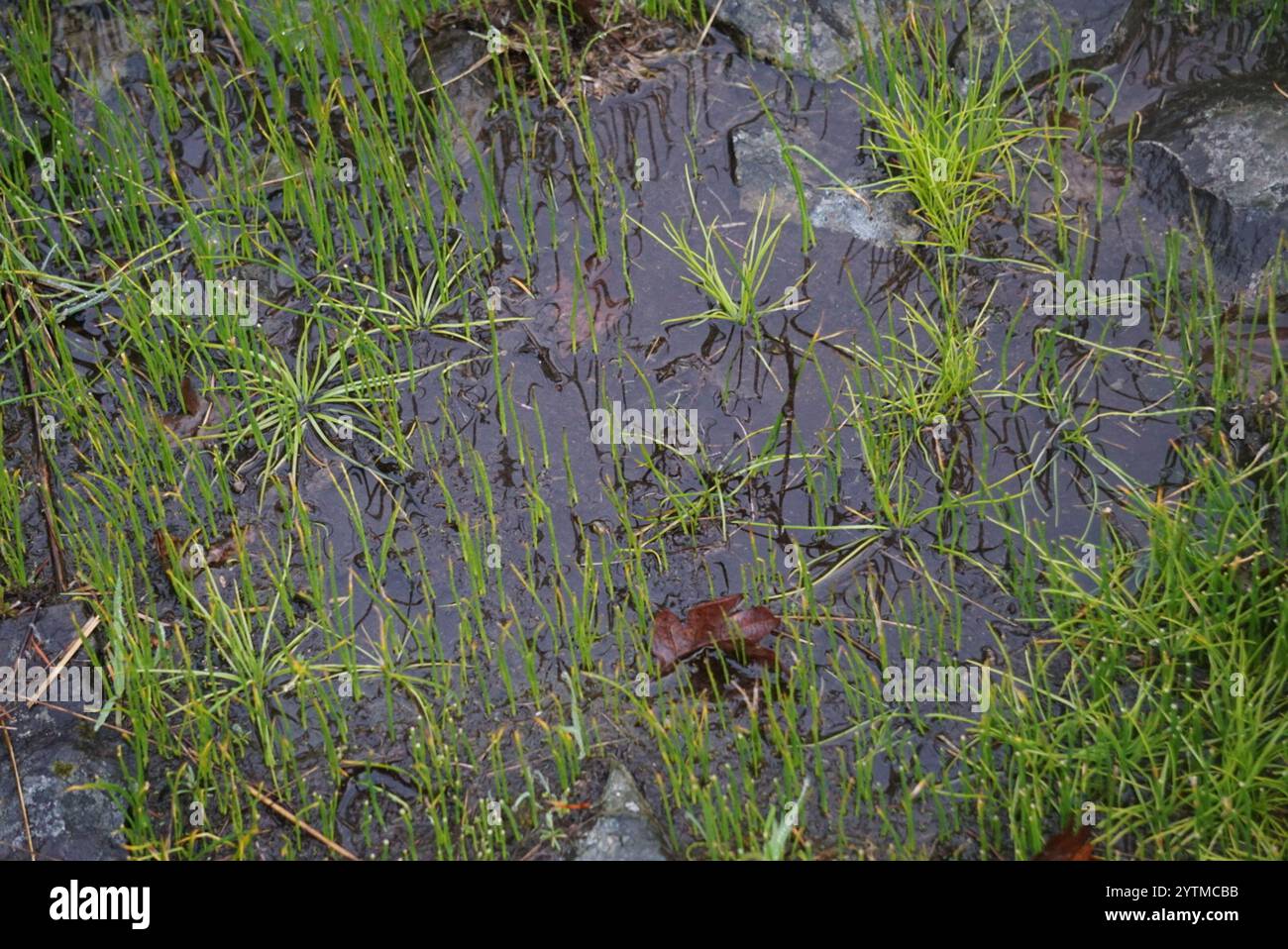 Quillworts hi-res stock photography and images - Alamy