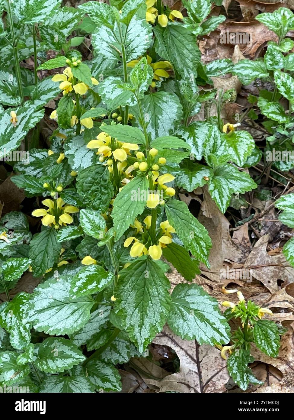 Variegated Yellow Archangel (Lamium galeobdolon argentatum Stock Photo ...