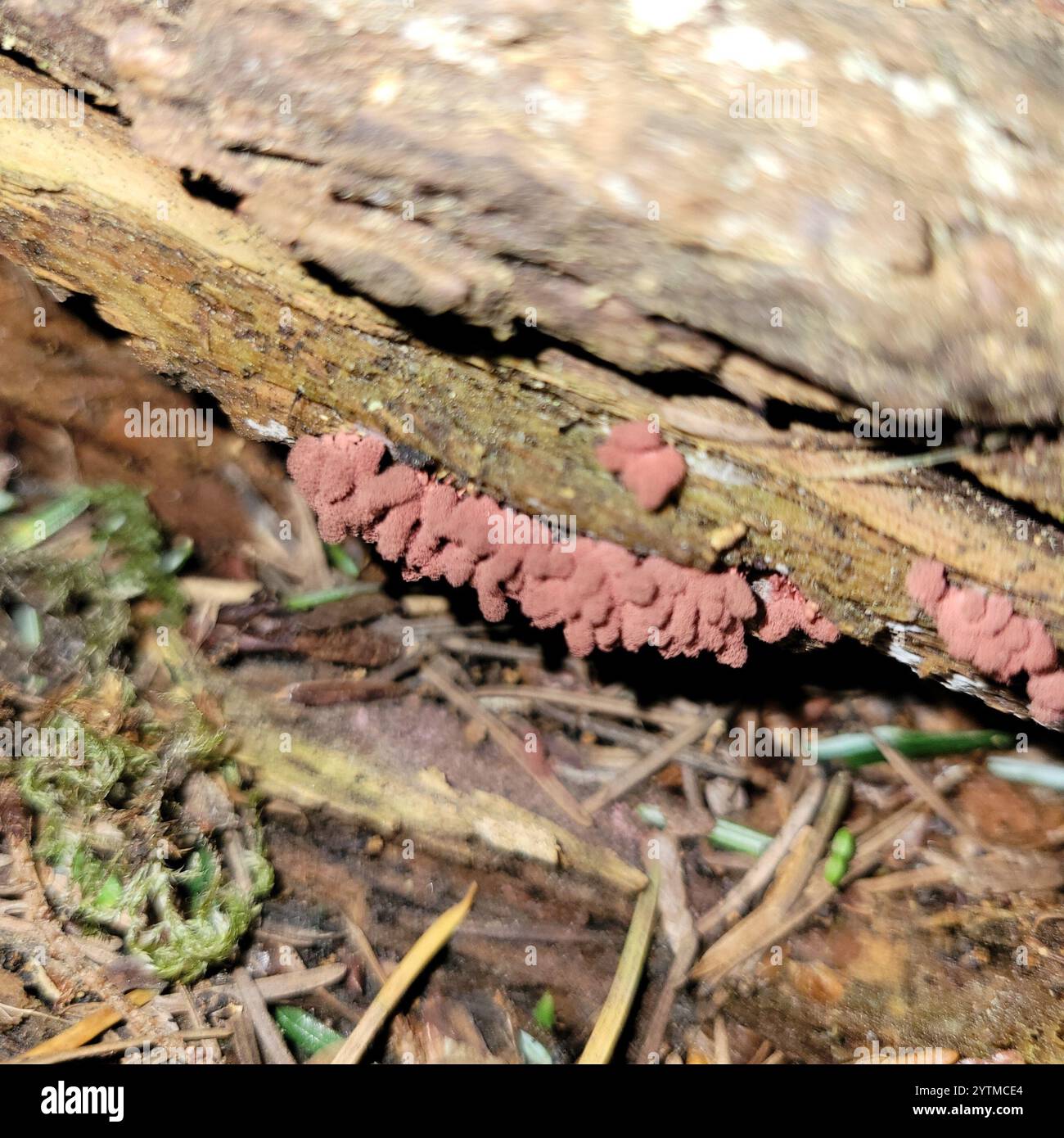 Arcyria hi-res stock photography and images - Alamy