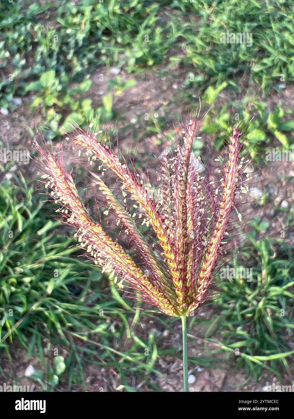 Finger Grass (Chloris barbata Stock Photo - Alamy