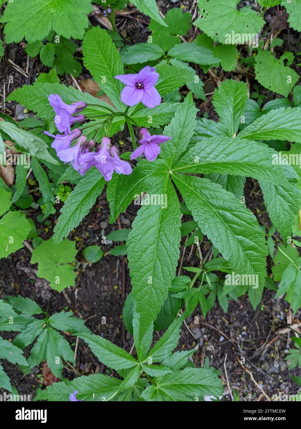 Five-leaflet Bittercress (Cardamine pentaphyllos Stock Photo - Alamy