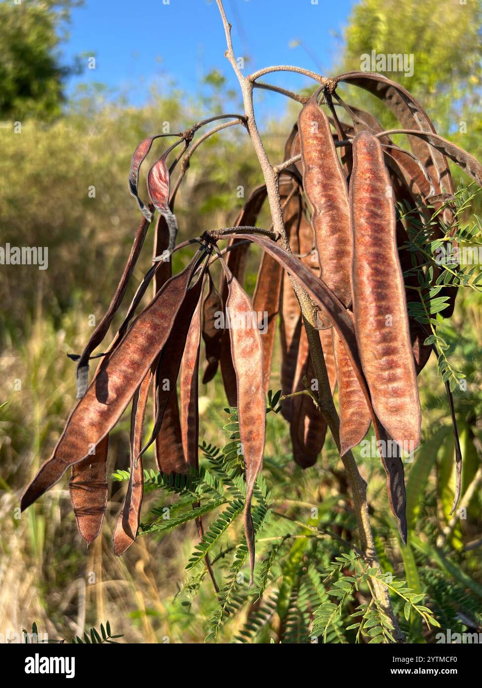 White leadtree (Leucaena leucocephala Stock Photo - Alamy