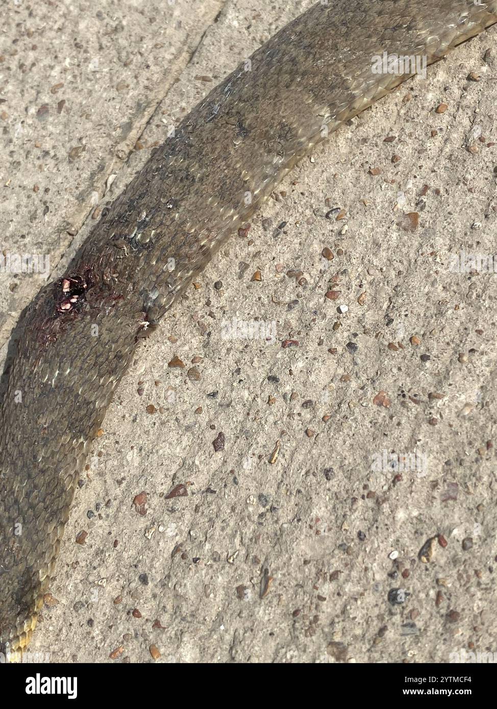 Plain-bellied Watersnake (Nerodia erythrogaster Stock Photo - Alamy