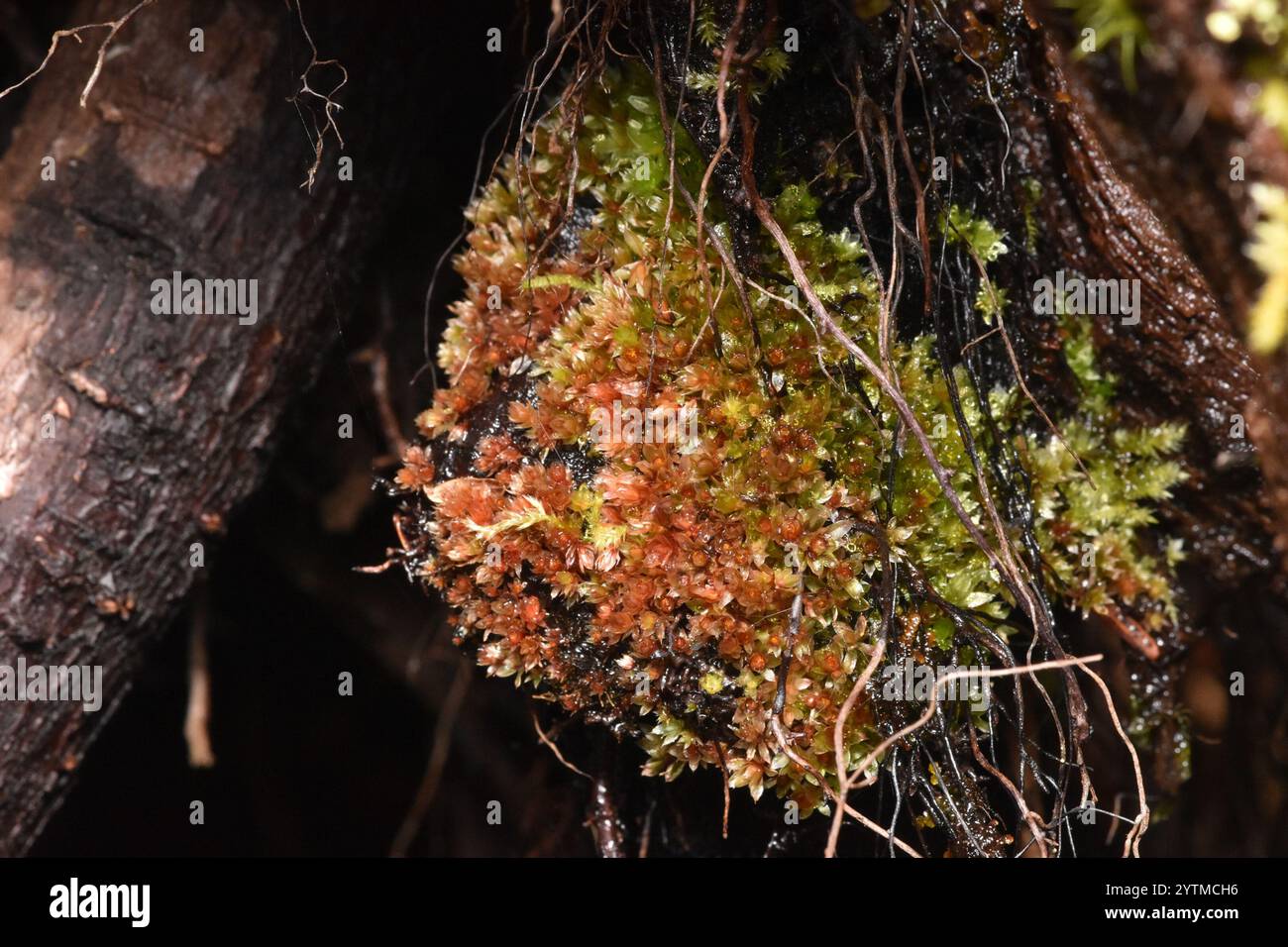 Capillary Thread-moss (Ptychostomum capillare Stock Photo - Alamy
