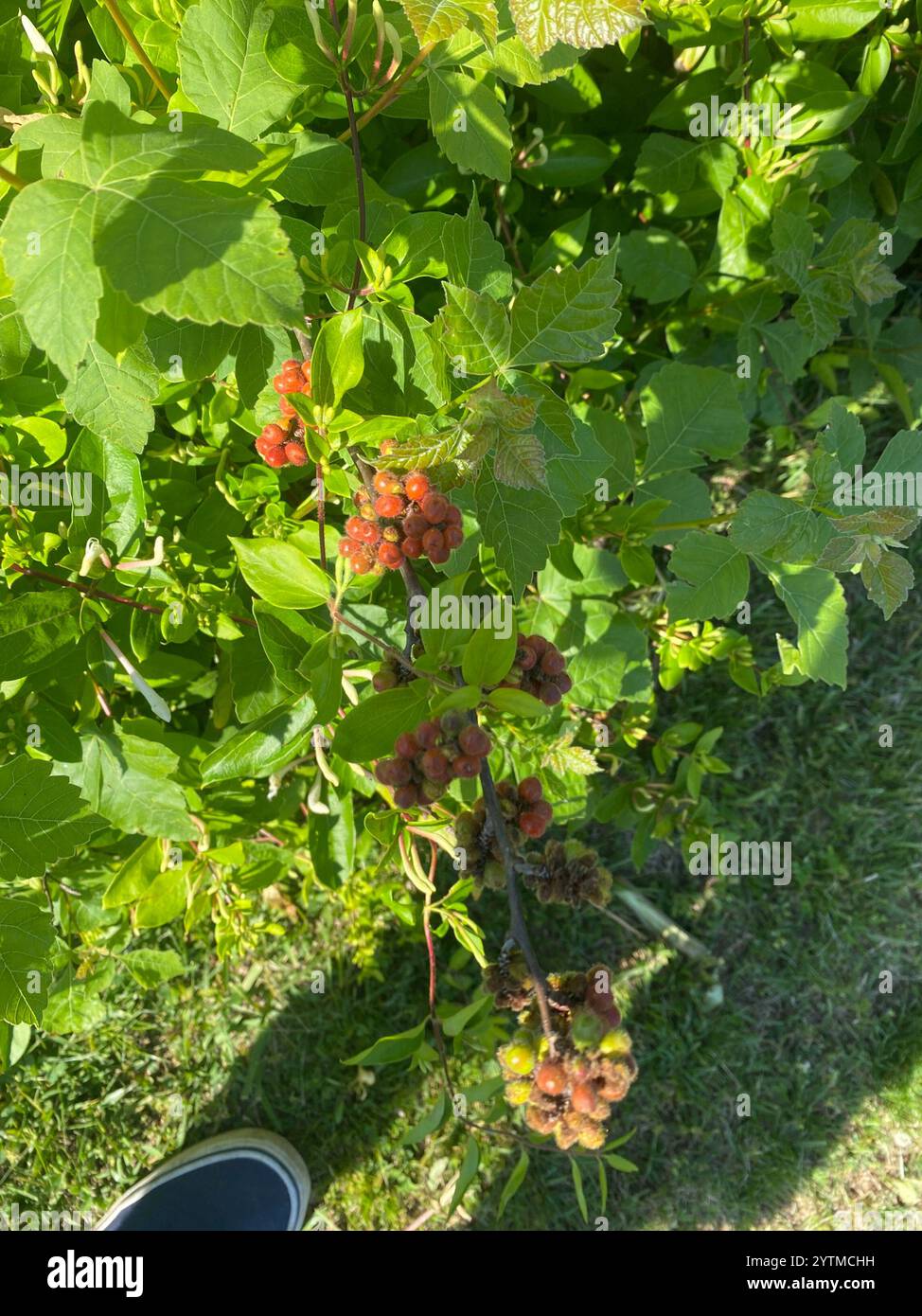 fragrant sumac (Rhus aromatica Stock Photo - Alamy