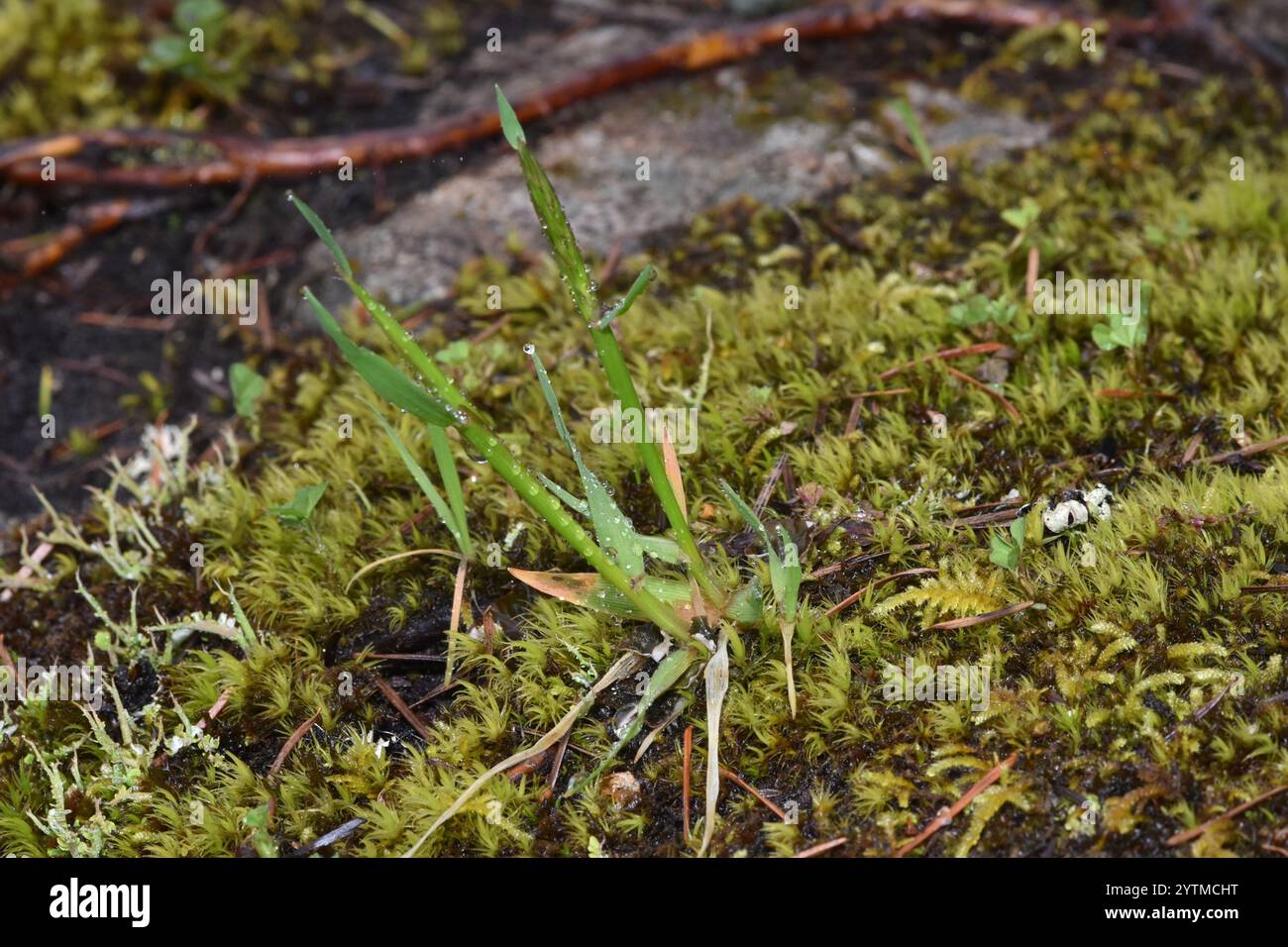 sweet vernal grass (Anthoxanthum odoratum Stock Photo - Alamy