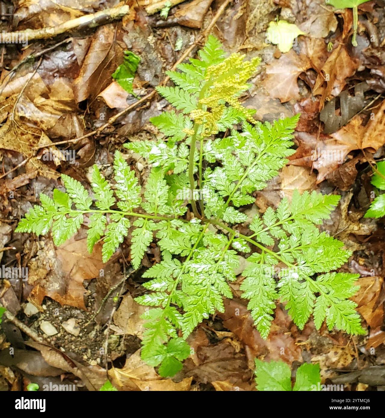 rattlesnake fern (Botrypus virginianus Stock Photo - Alamy