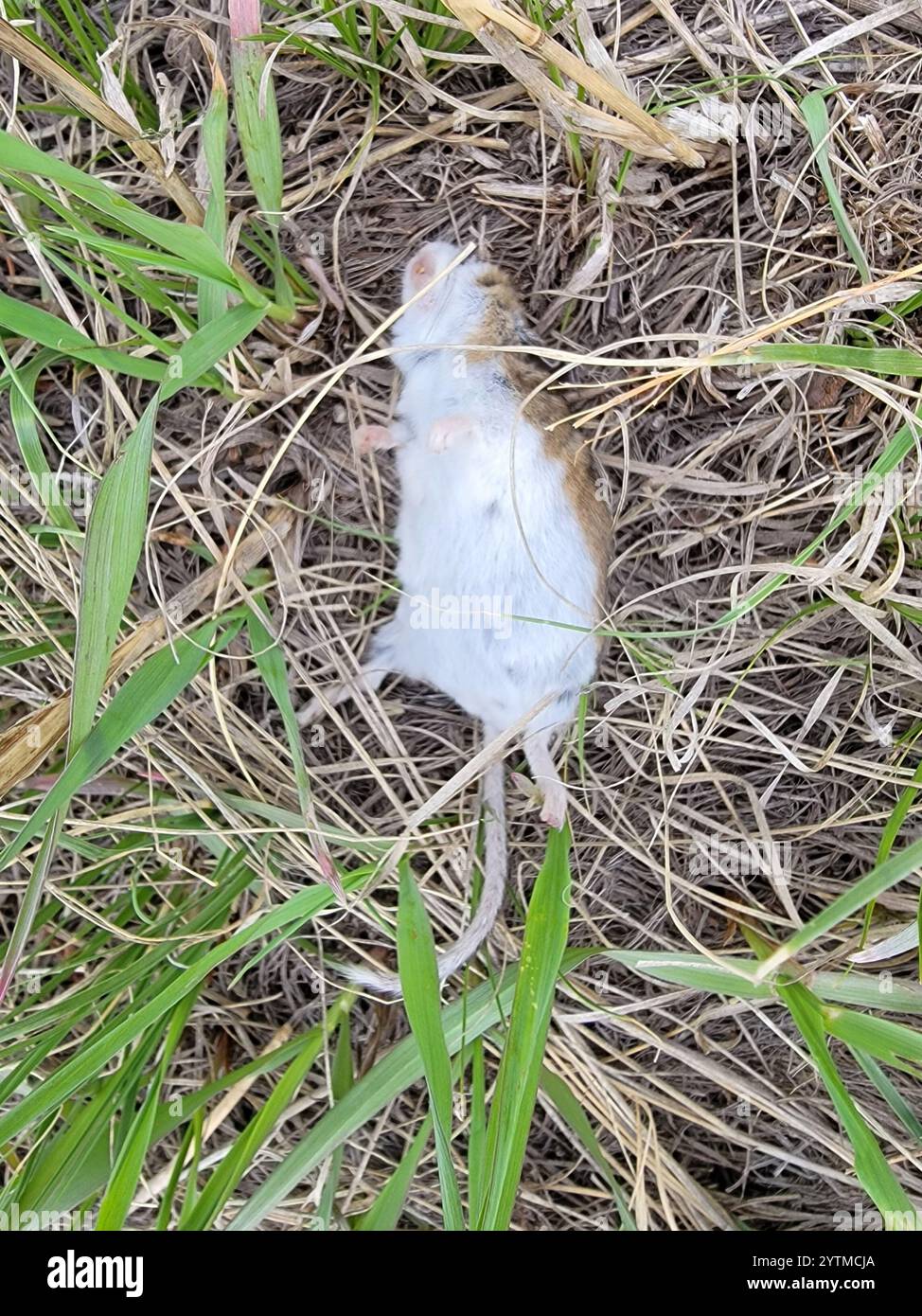 Western deer mouse hi-res stock photography and images - Alamy