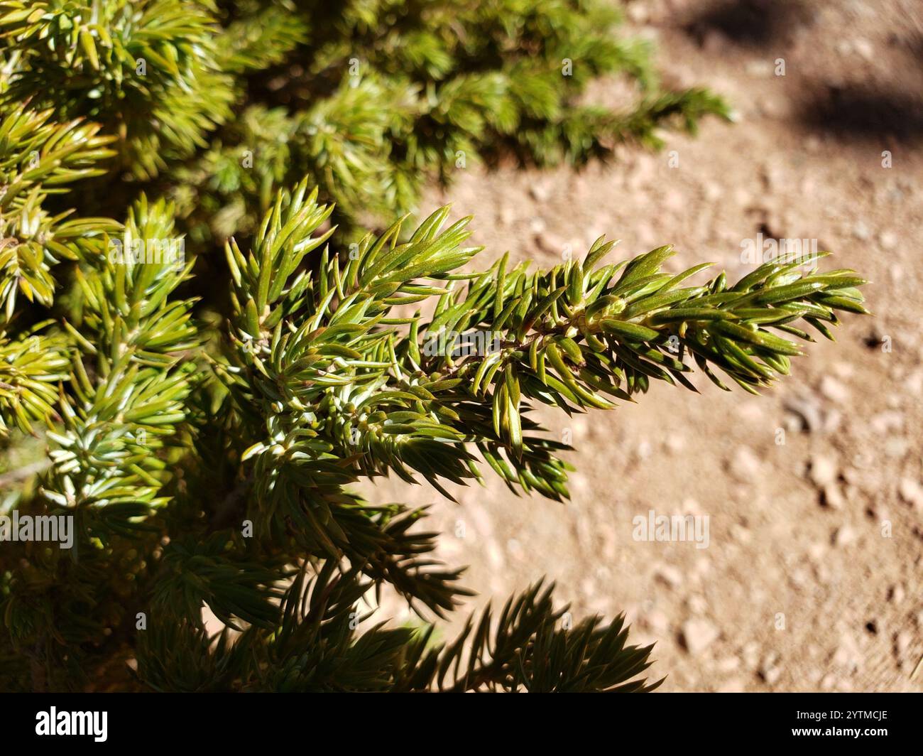 common juniper (Juniperus communis Stock Photo - Alamy