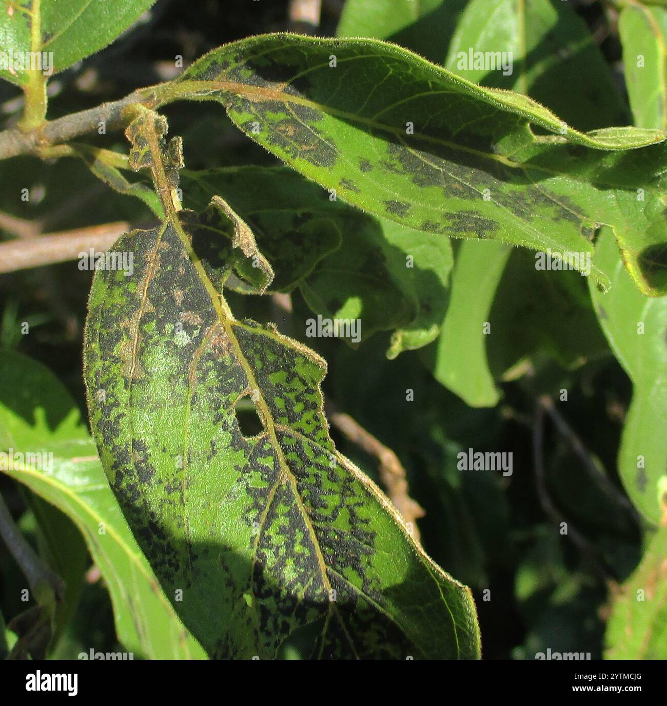 Vangueria hi-res stock photography and images - Alamy