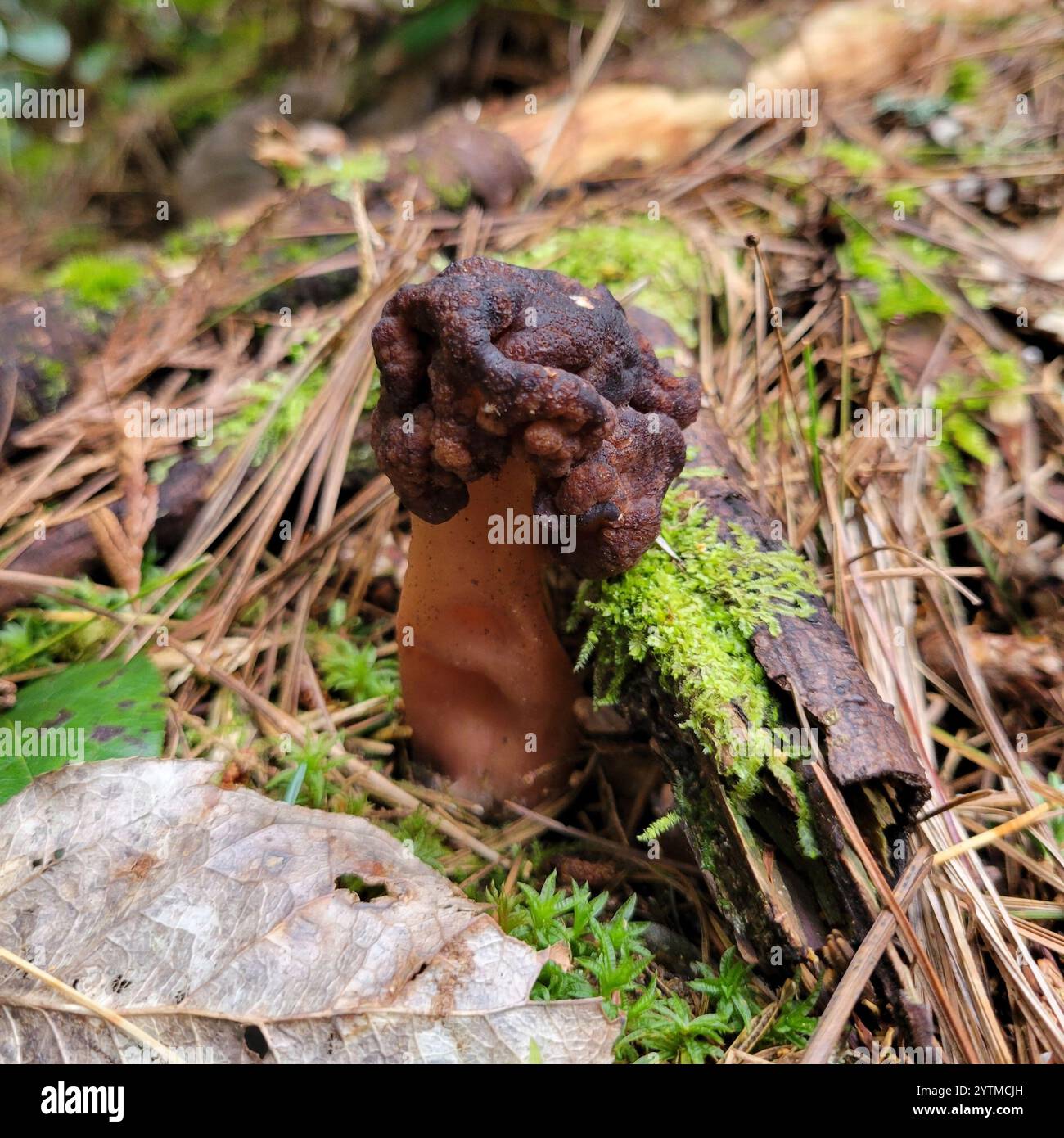 False Morel (Gyromitra esculenta Stock Photo - Alamy