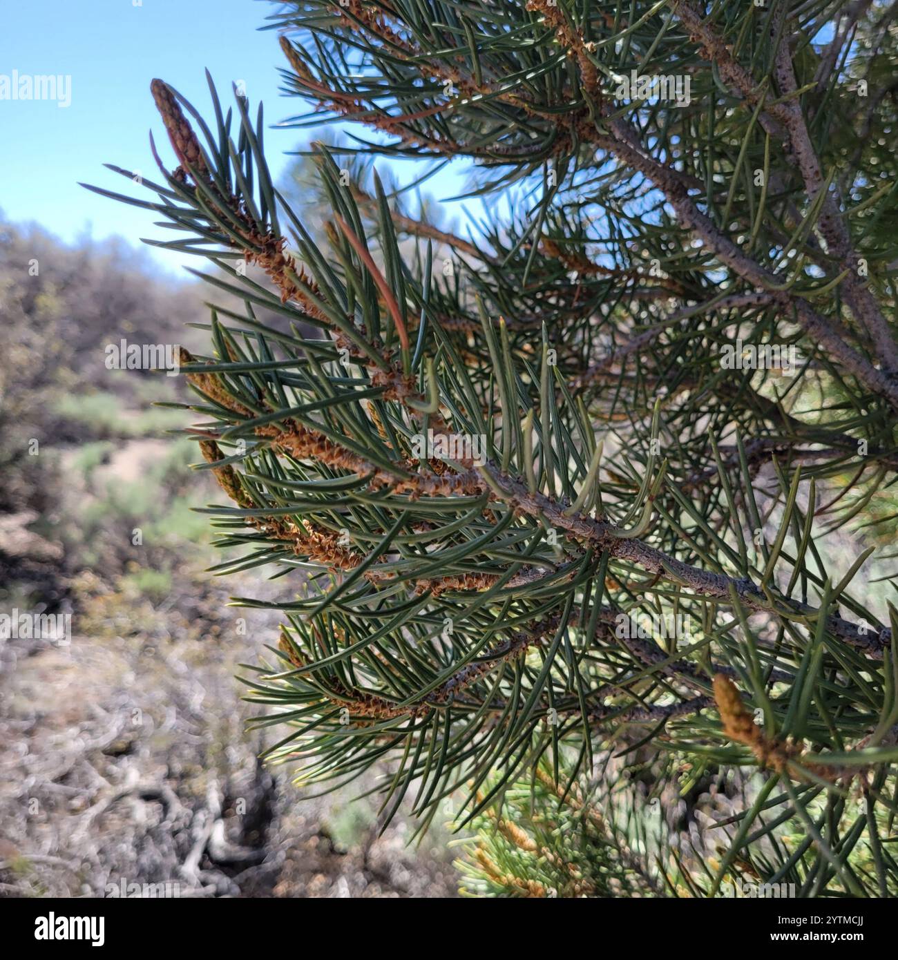 singleleaf pinyon (Pinus monophylla Stock Photo - Alamy