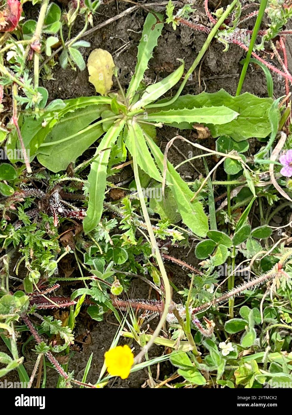 Smooth Cat's Ear (Hypochaeris glabra Stock Photo - Alamy