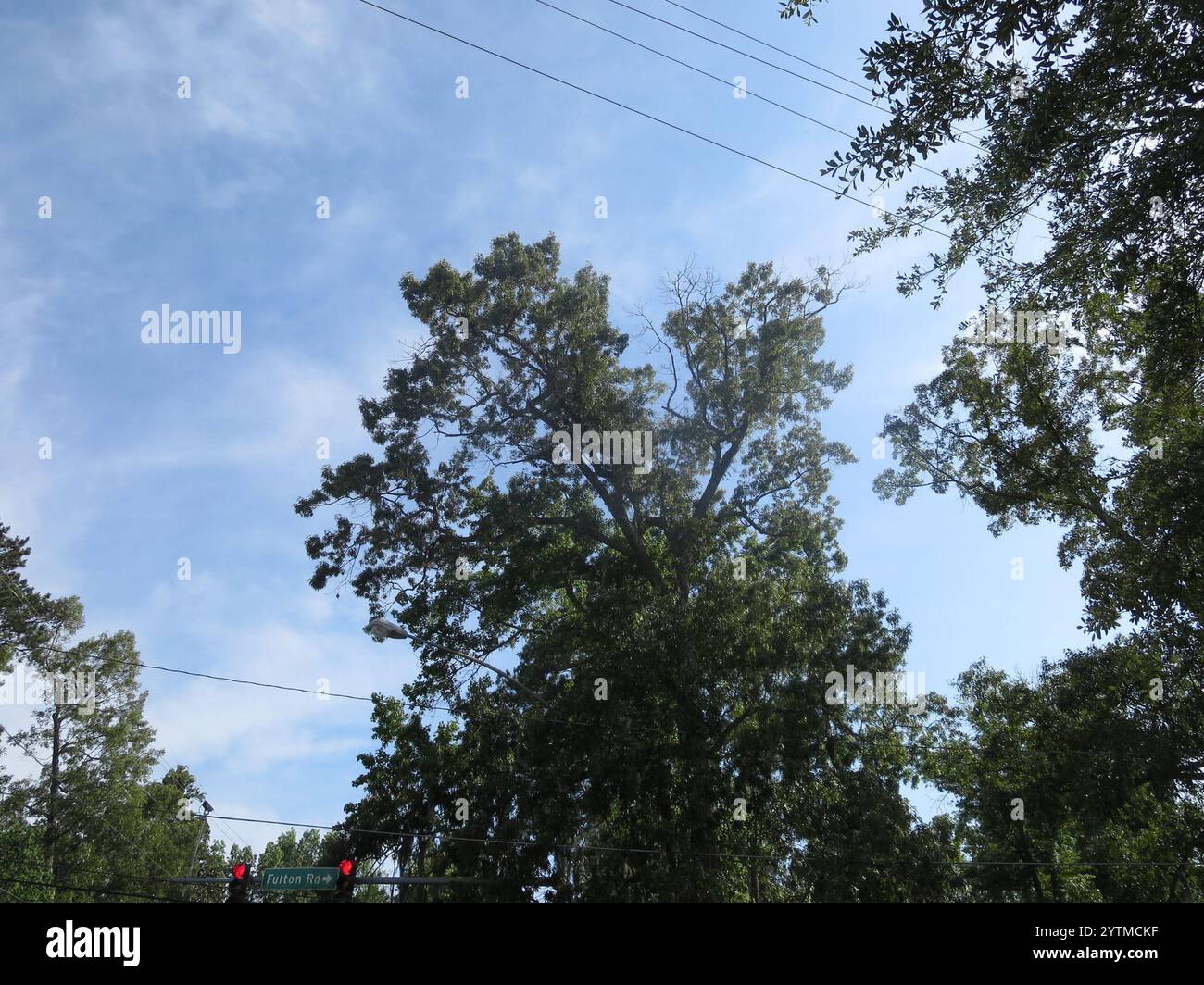 southern red oak (Quercus falcata Stock Photo - Alamy