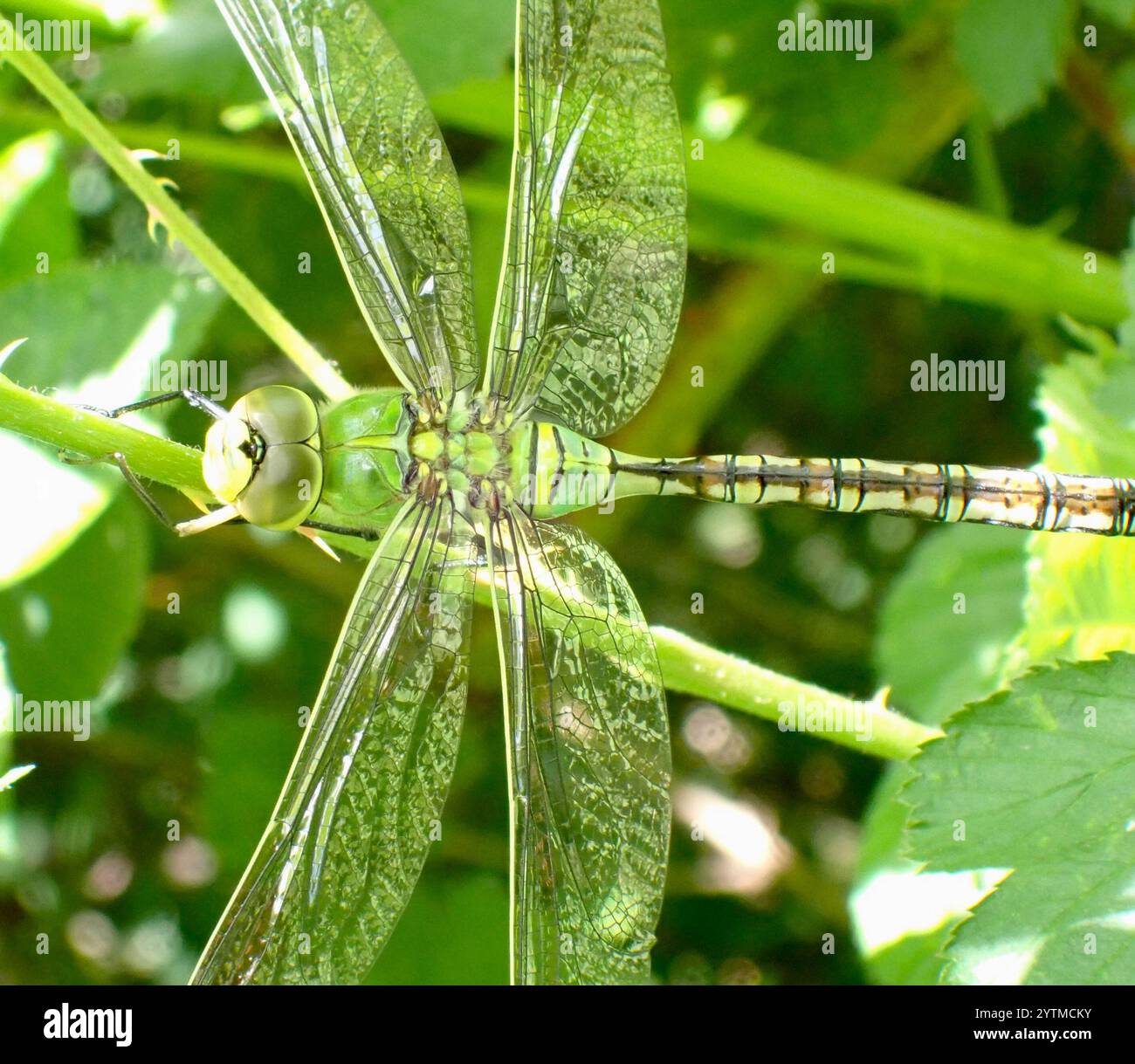 Blue Emperor (Anax imperator Stock Photo - Alamy