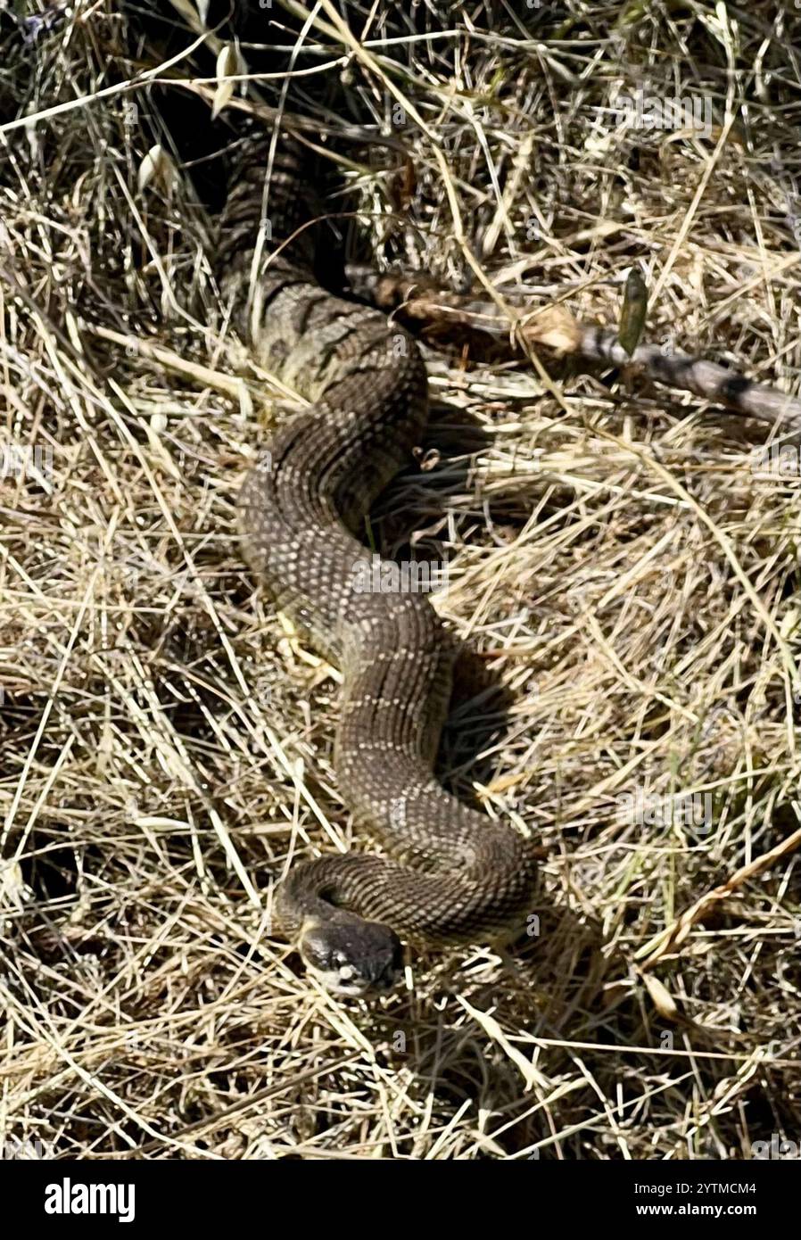 Northern Pacific Rattlesnake (Crotalus oreganus oreganus Stock Photo ...