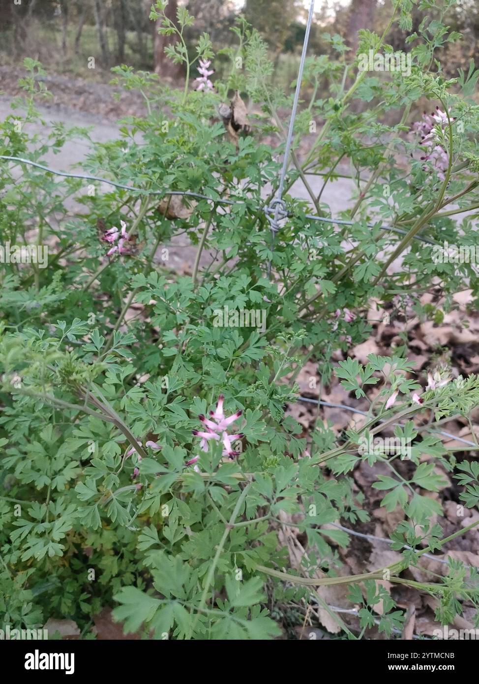 common ramping-fumitory (Fumaria muralis Stock Photo - Alamy