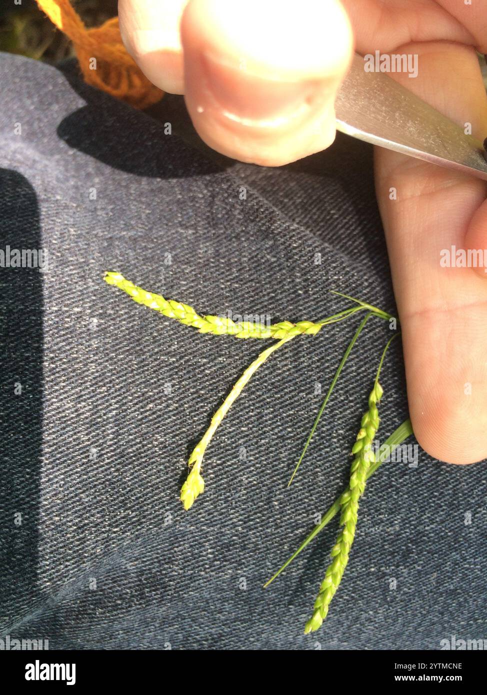 graceful sedge (Carex gracillima Stock Photo - Alamy