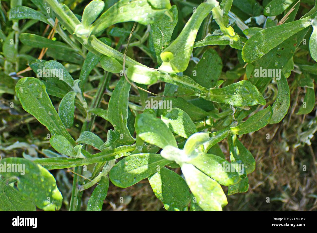 Kooigoed Everlasting (Helichrysum odoratissimum Stock Photo - Alamy