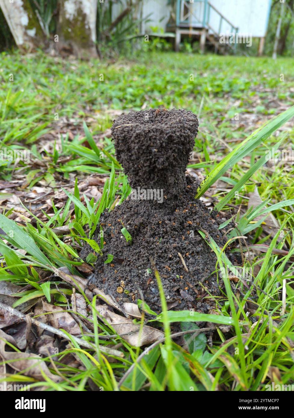 Fungus-growing Ants (Attina Stock Photo - Alamy