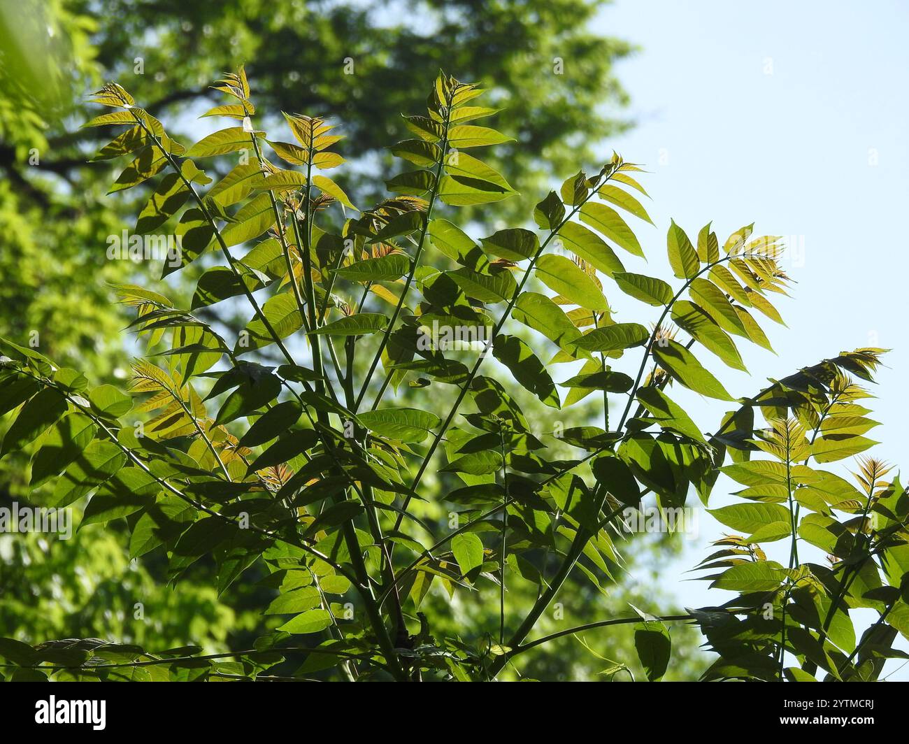 tree-of-heaven (Ailanthus altissima Stock Photo - Alamy