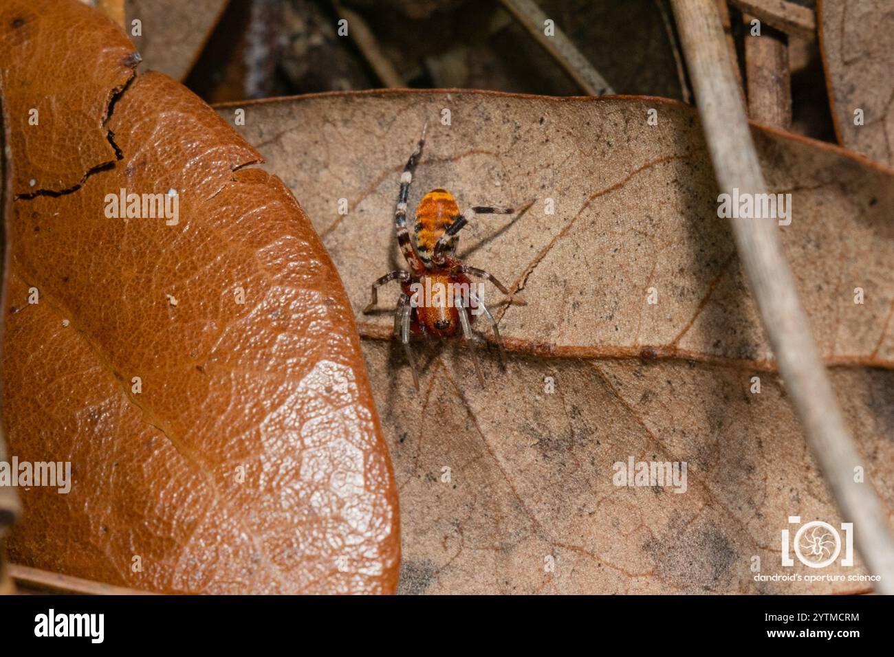 Orange Ant-mimic Sac Spider (Castianeira amoena Stock Photo - Alamy