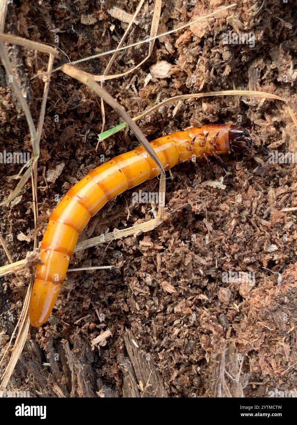 Water, Rove, Scarab, Long-horned, Leaf, and Snout Beetles (Polyphaga ...
