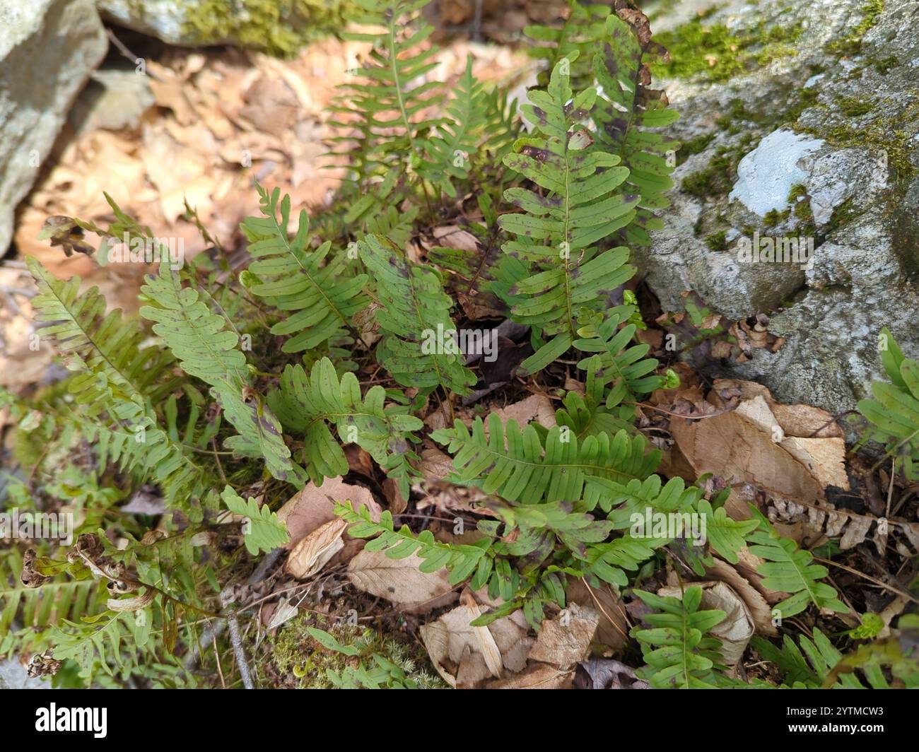 rock polypody (Polypodium virginianum Stock Photo - Alamy