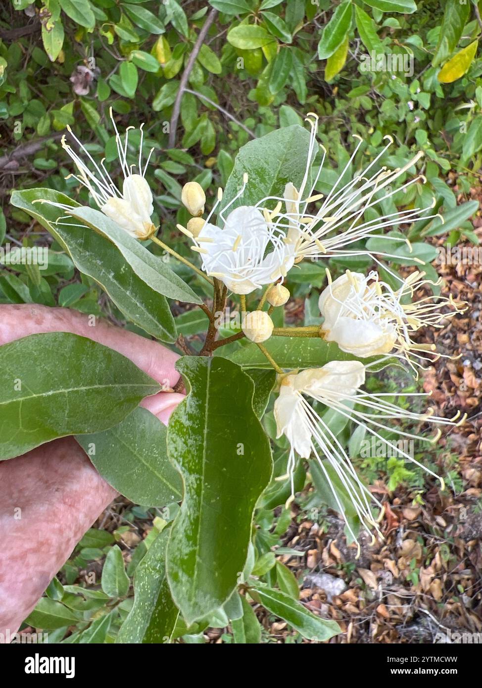 Quadrella hi-res stock photography and images - Alamy