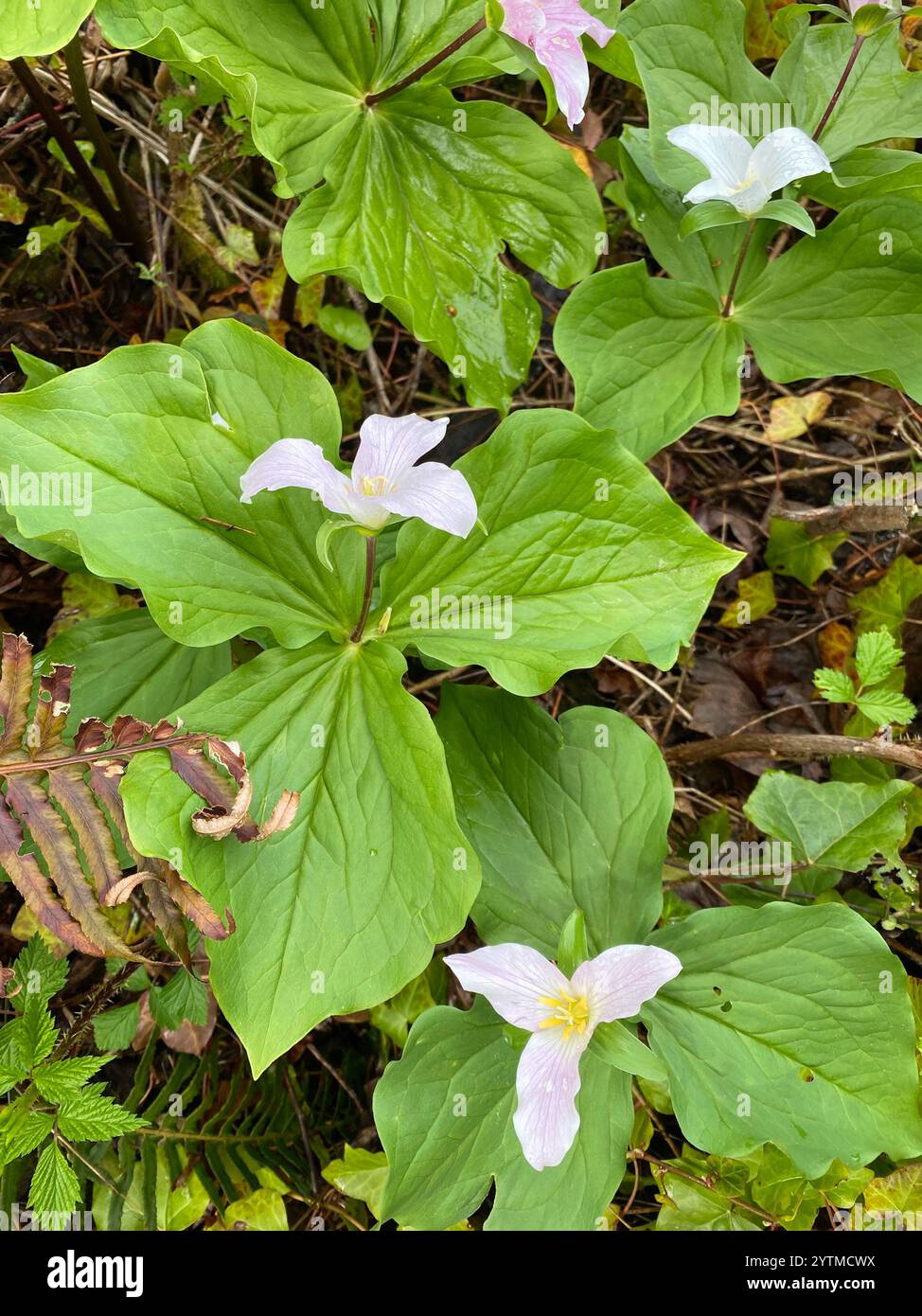 Pacific trillium (Trillium ovatum Stock Photo - Alamy
