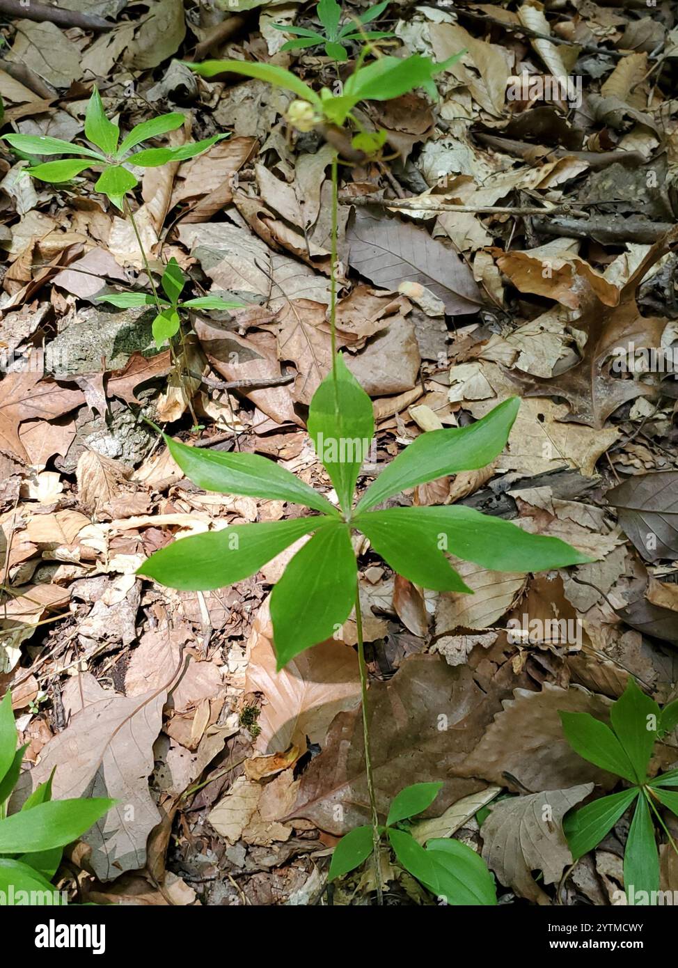 Cucumber Root (Medeola virginiana Stock Photo - Alamy