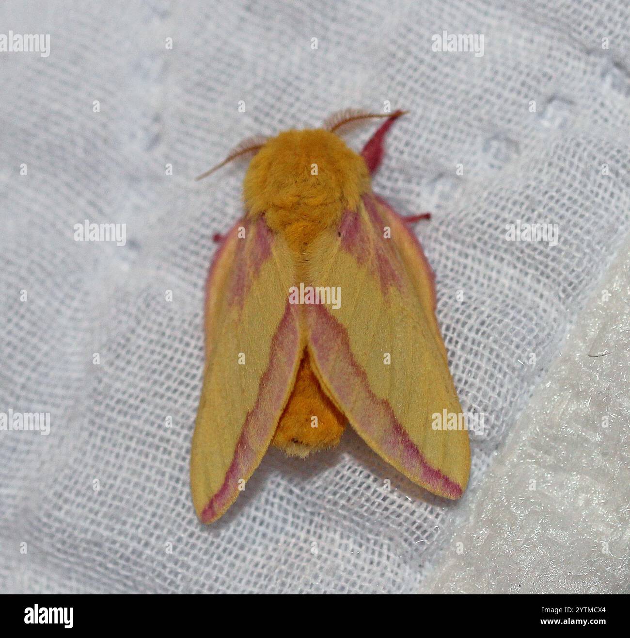 Rosy maple moth (dryocampa rubicunda) hi-res stock photography and ...