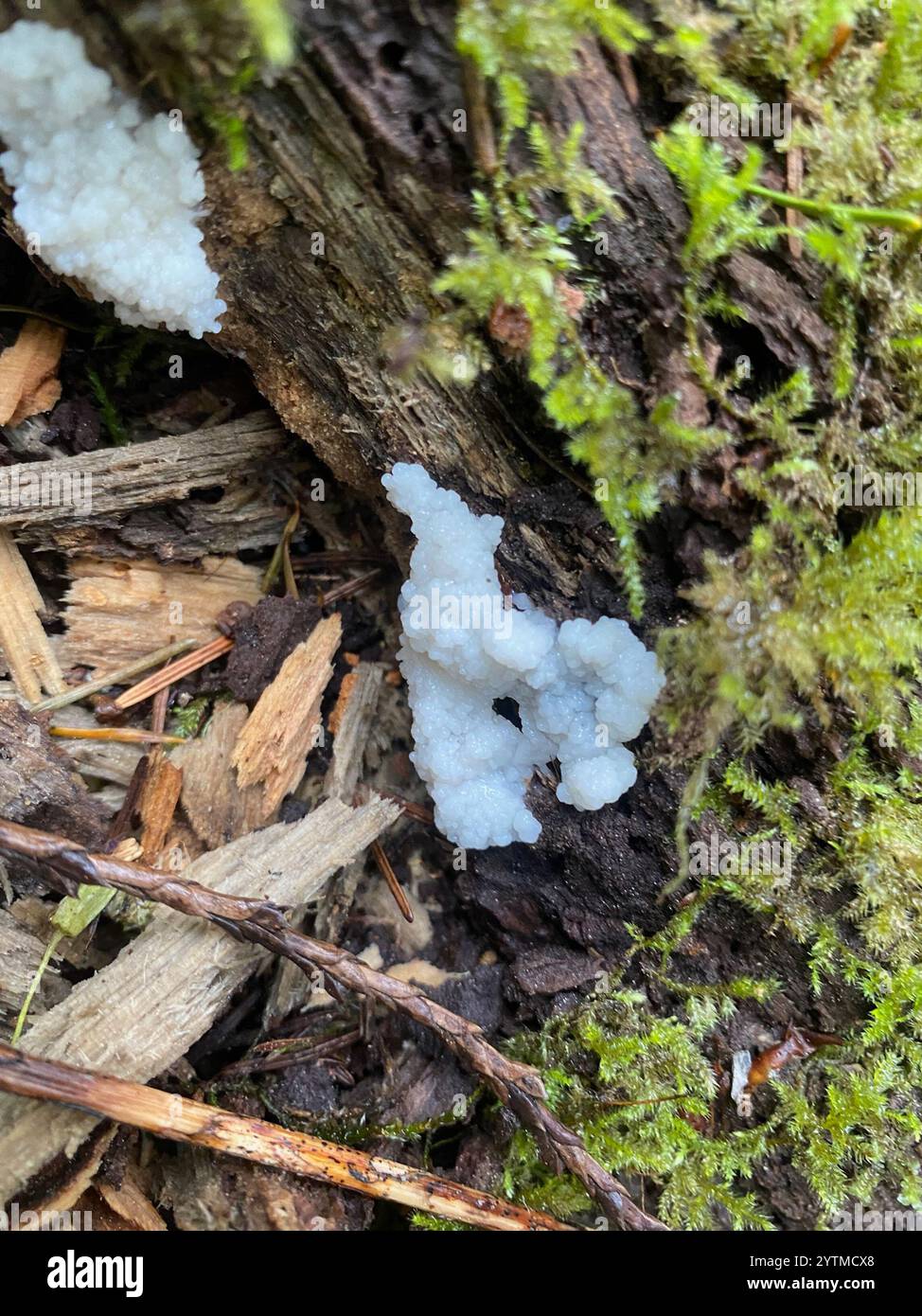 slime molds (Mycetozoa Stock Photo - Alamy