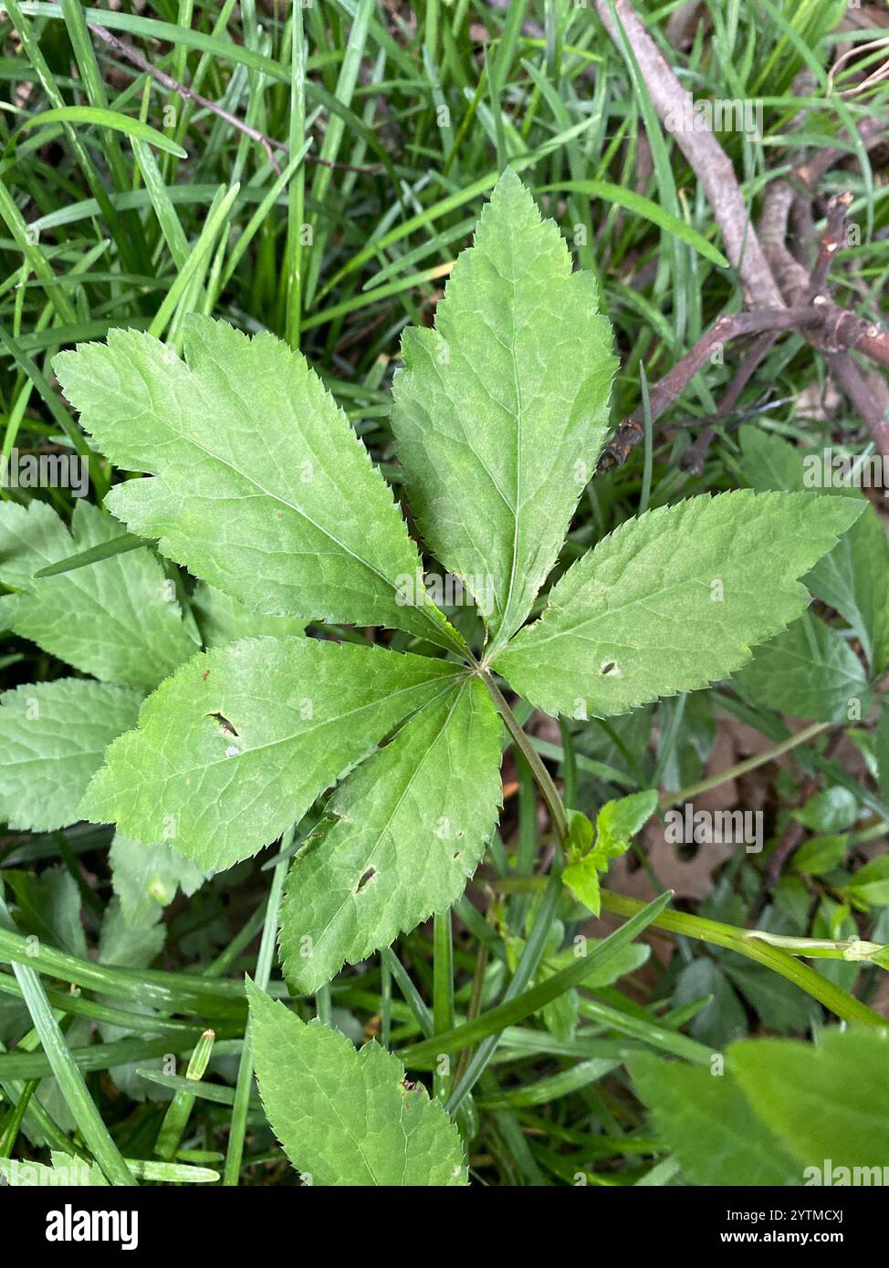 Black Snakeroot (Sanicula canadensis Stock Photo - Alamy
