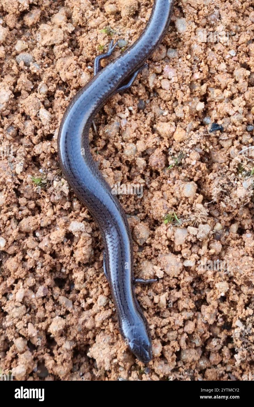 Eastern Three-toed Earless Skink (Hemiergis talbingoensis Stock Photo ...