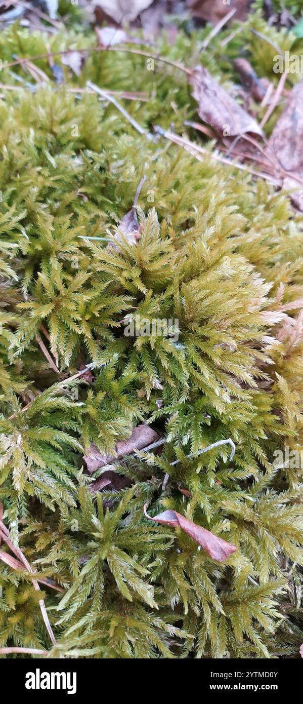 Tree Climacium Moss (Climacium dendroides Stock Photo - Alamy