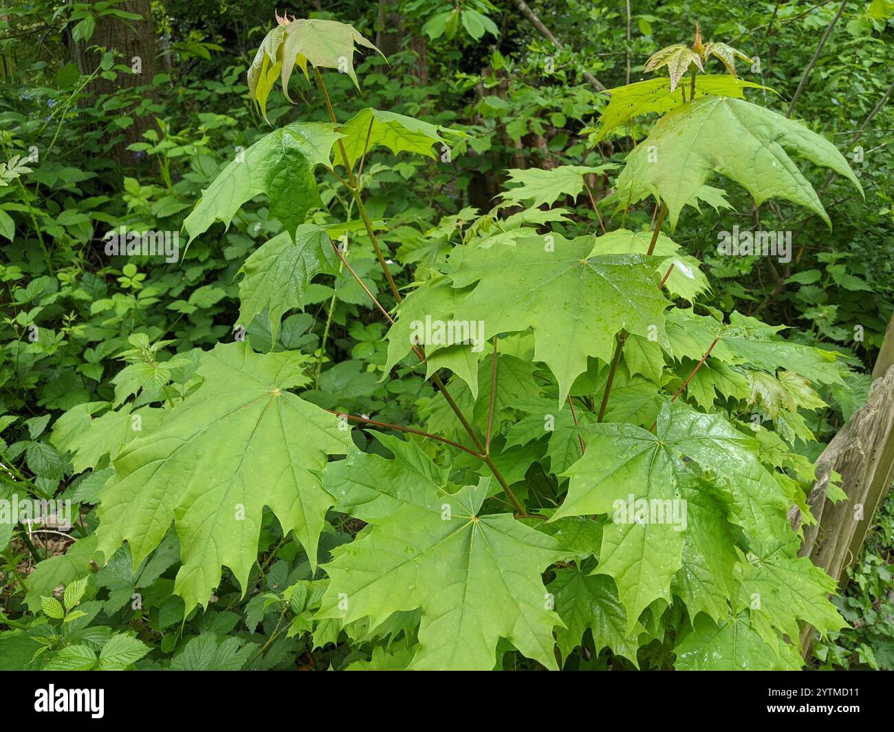 Norway maple (Acer platanoides Stock Photo - Alamy
