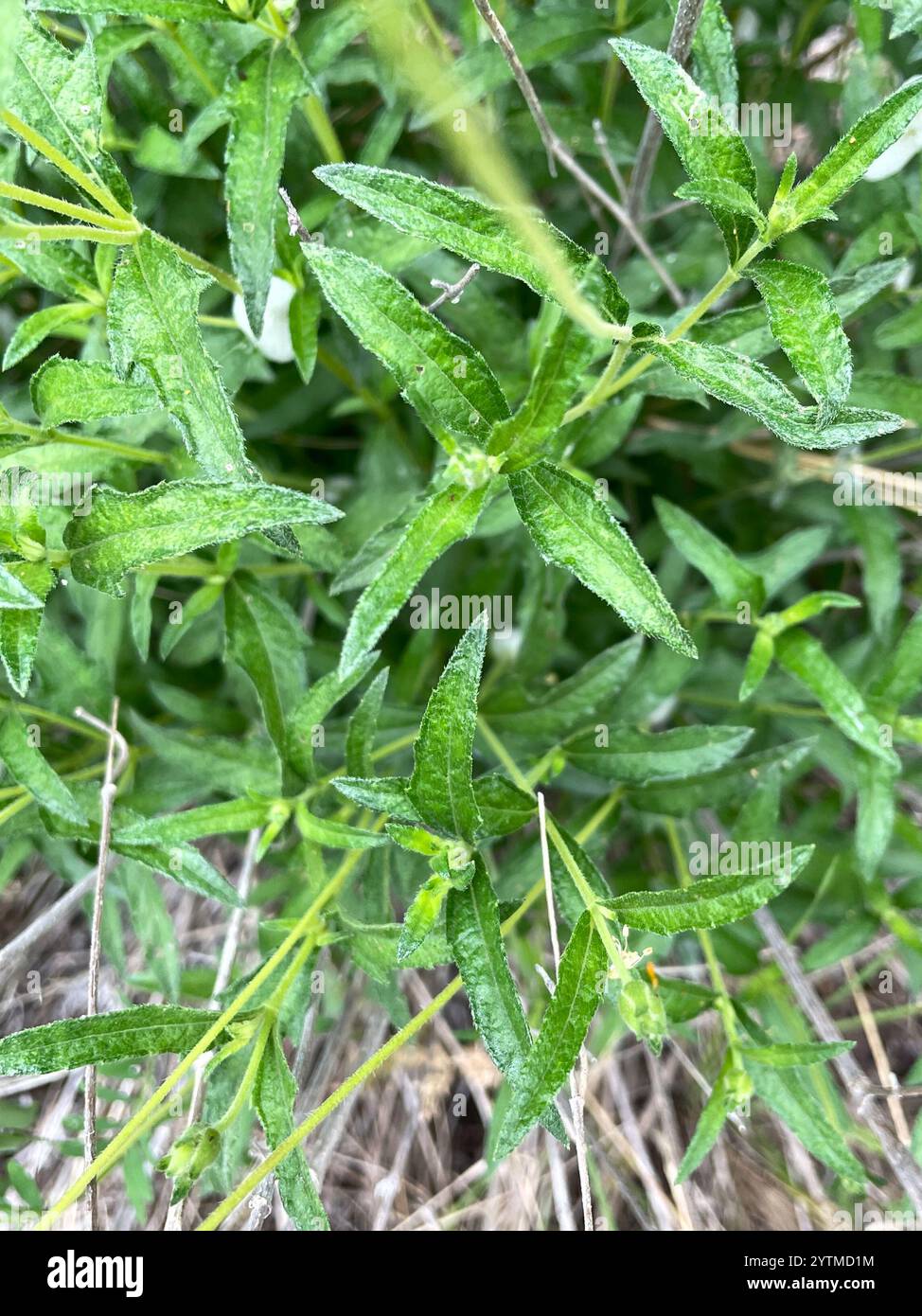 Texas creeping-oxeye (Wedelia hispida Stock Photo - Alamy