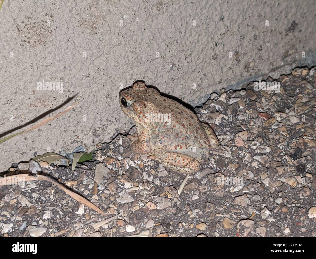 Red-spotted Toad (Anaxyrus punctatus Stock Photo - Alamy