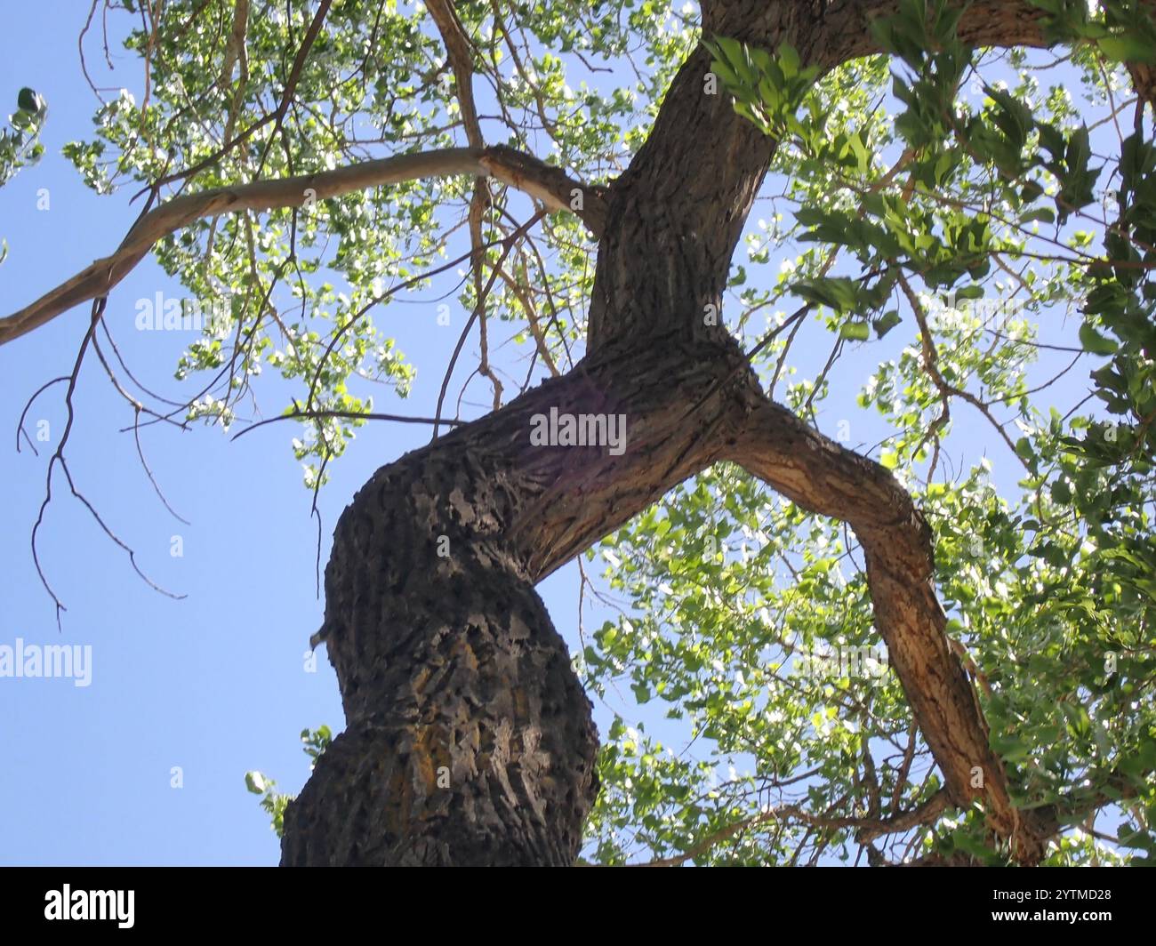 Fremont Cottonwood (Populus fremontii Stock Photo - Alamy