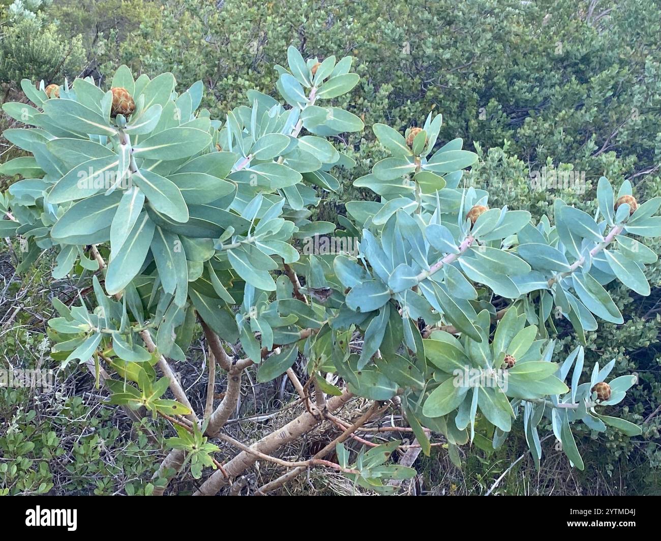 Wagon Tree (Protea nitida Stock Photo - Alamy