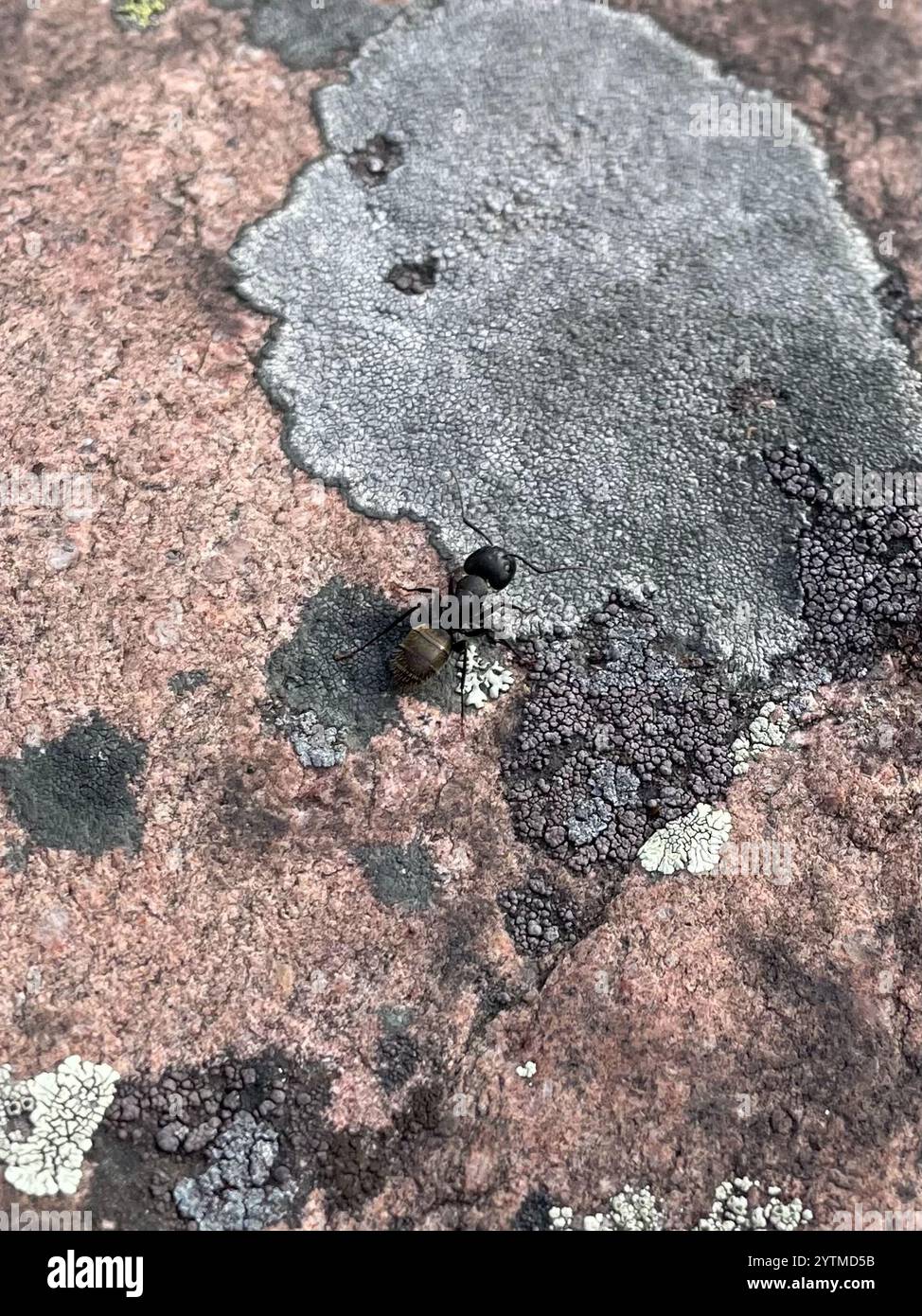 Eastern Black Carpenter Ant (Camponotus pennsylvanicus Stock Photo - Alamy